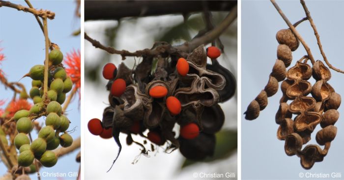 Erythrina abyssinica | PlantZAfrica